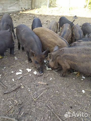 Поросята