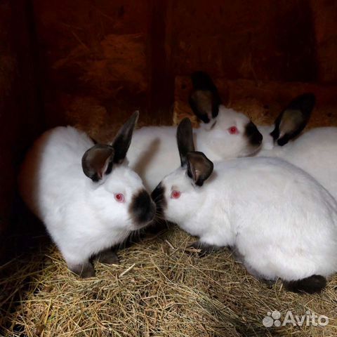 Калифорнийские кролики