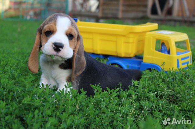 Щенки бигль