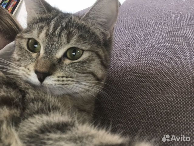 Кошки в добрые руки