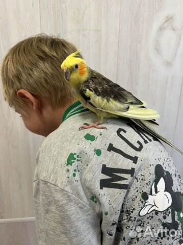 Найден попугай Корелла Лен. область