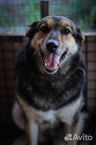 Кита, собака в добрые руки п.Ржевка
