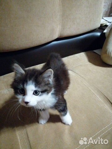 Курильский бобтейл