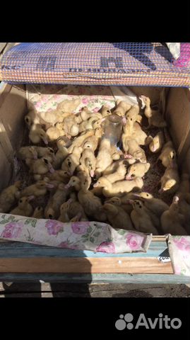 Мясо утки (мулард)