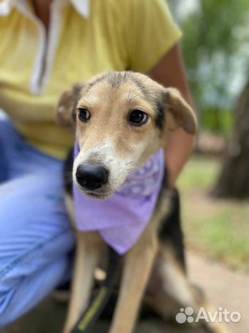 Маленькая собачка из приюта ищет дом