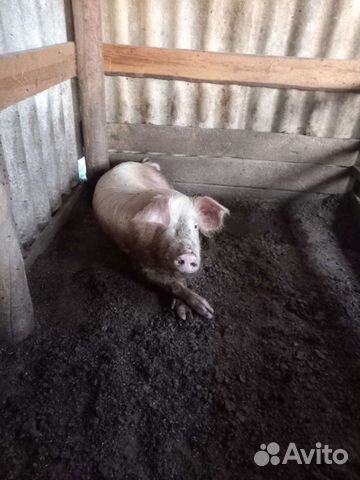 Хрячок молодой