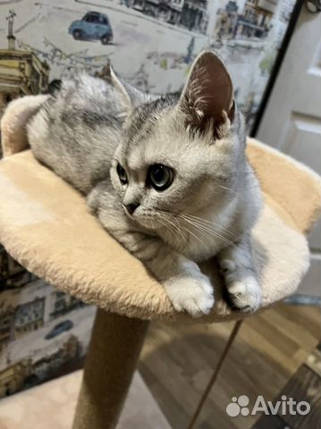 Британская