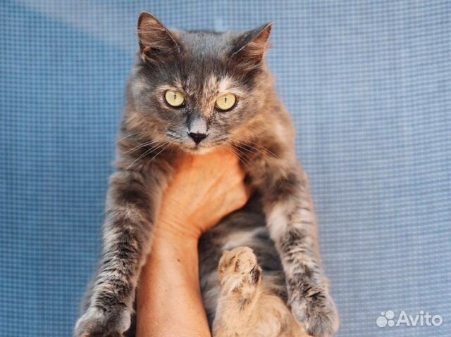 Чудо кошка с коротким хвостиком бобтейла