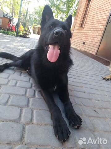 Кобель для вязок