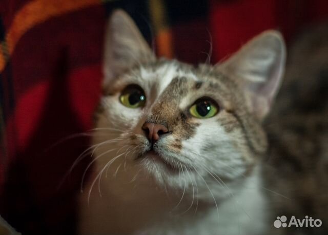 Нежная красавица - молодая Ася в добрые руки