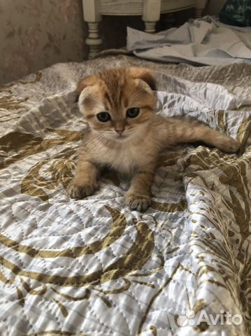 Вислоухий котёнок