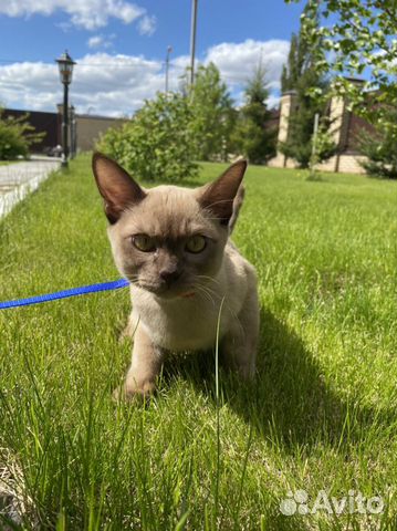 Вязка бурманский кот