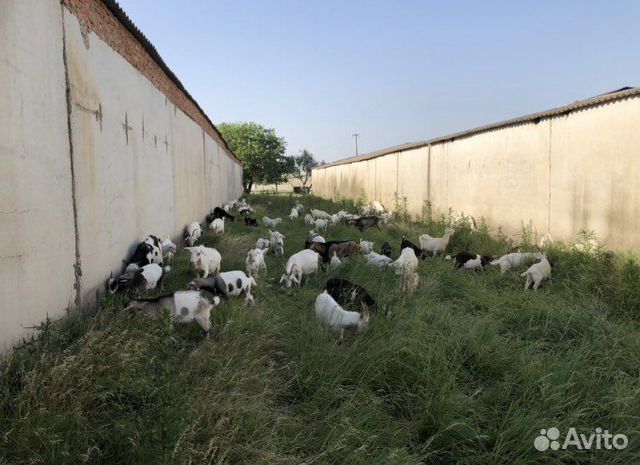 Козы и козлята