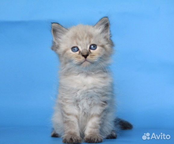 Настоящие невские маскарадные котята
