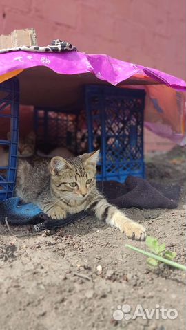 Замечательные котята, ищут дом