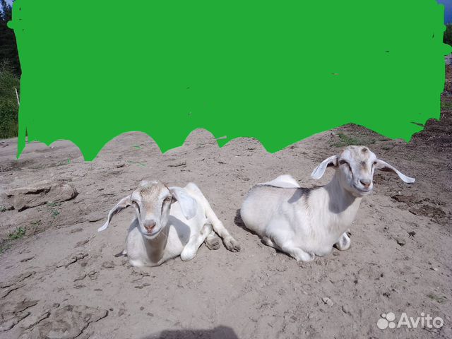 Козёл