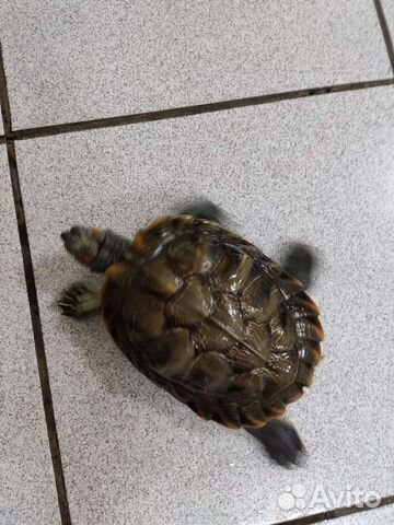 Красноухая черепаха