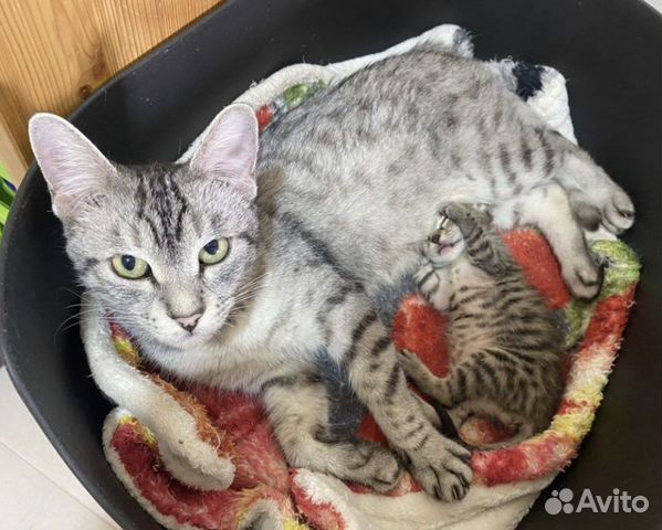 Египетская мау Алиса отдам