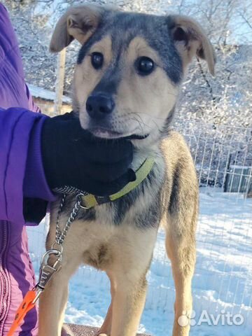 Собака в добрые руки щенок