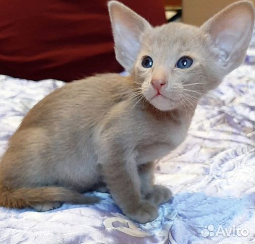 Ориентальные котята редкого окраса