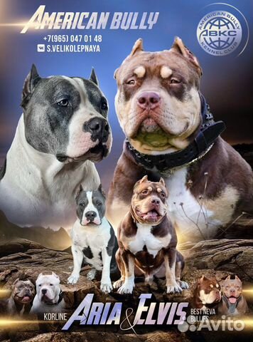 Американский булли
