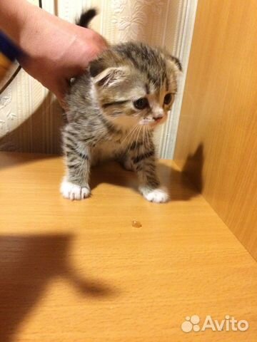 Вислоухий котёнок