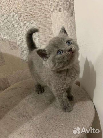 Британский котенок