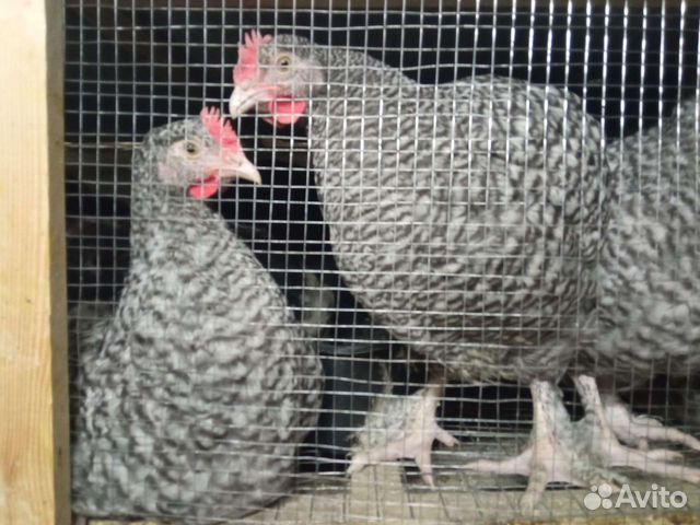 Петухи молодые