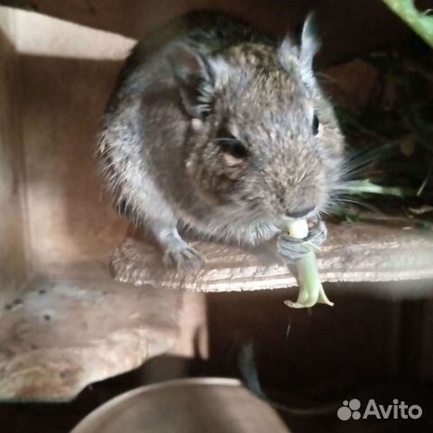 Дегу в хорошие руки