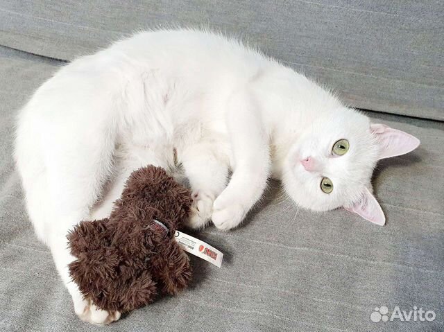 Абсолютно белая кошка