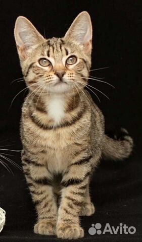 Закончилась доброта