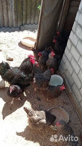 Породные куры