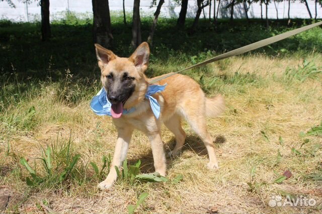 Ушастое чудо ждет своего любимого человека