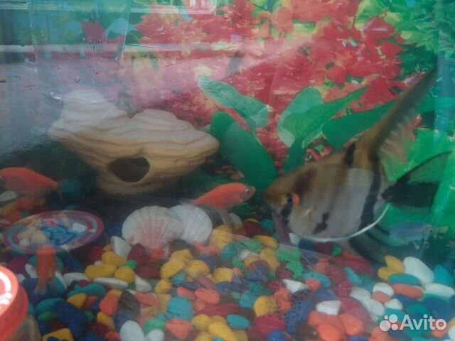 Рыба сколярия