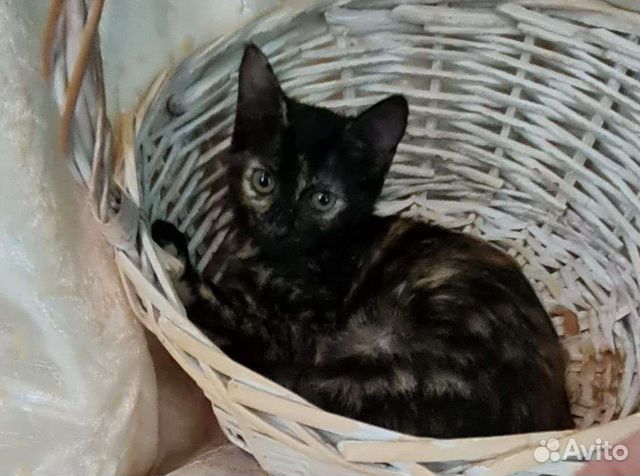 Кошечка в добрые руки