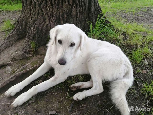 Собака в добрые руки