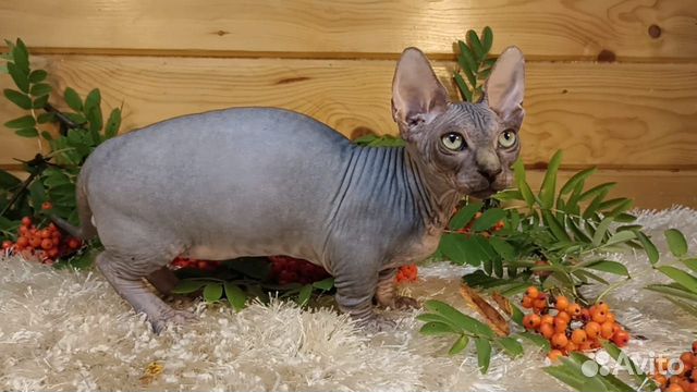 Шикарный черный бамбино