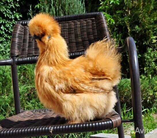 Шелковая Китайская курица