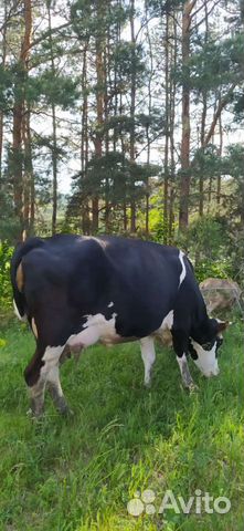 Стельная корова