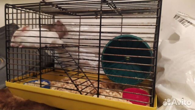 Продам хомяков с клеткой