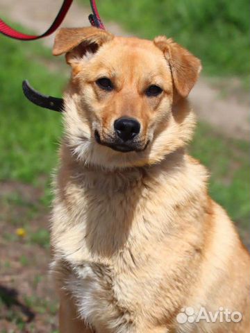 Мышка ищет семью