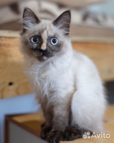 Голубоглазые котята