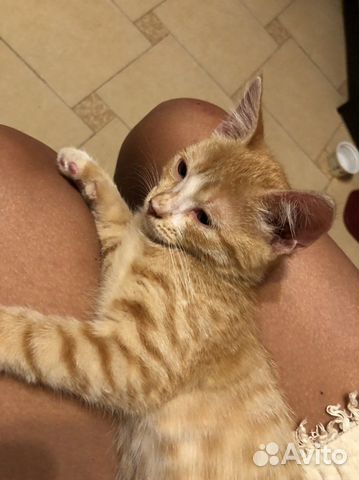 Рыжий котенок девочка в добрые руки