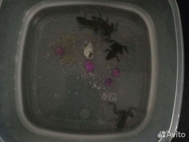 Аквариумные лягушки