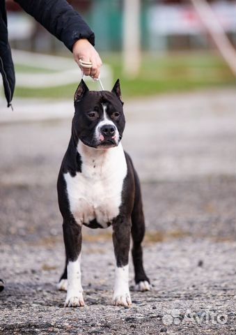 Вязка, Американский стаффордширский терьер