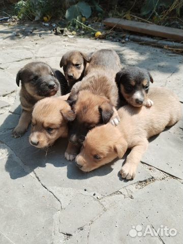 Продам щенков