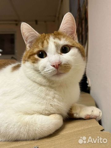 Рыжий добрый кот