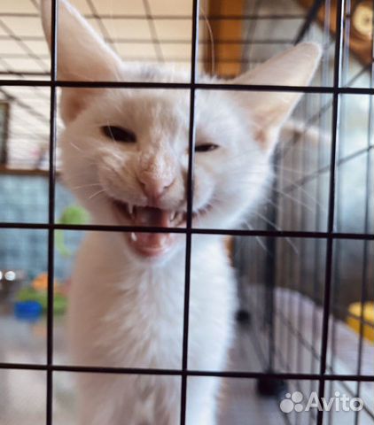 Белый котёнок 3,5 мес. Мальчик котик