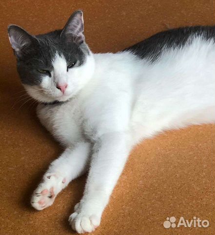 Кошка-невидимка