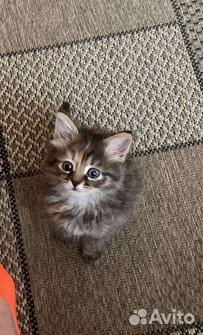 Маленькая пушиночка в дар